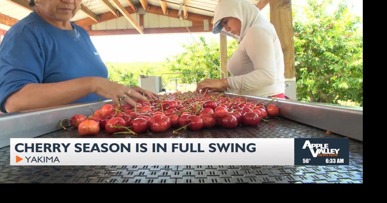 Yakima cherry season is in full swing | Video | applevalleynewsnow.com