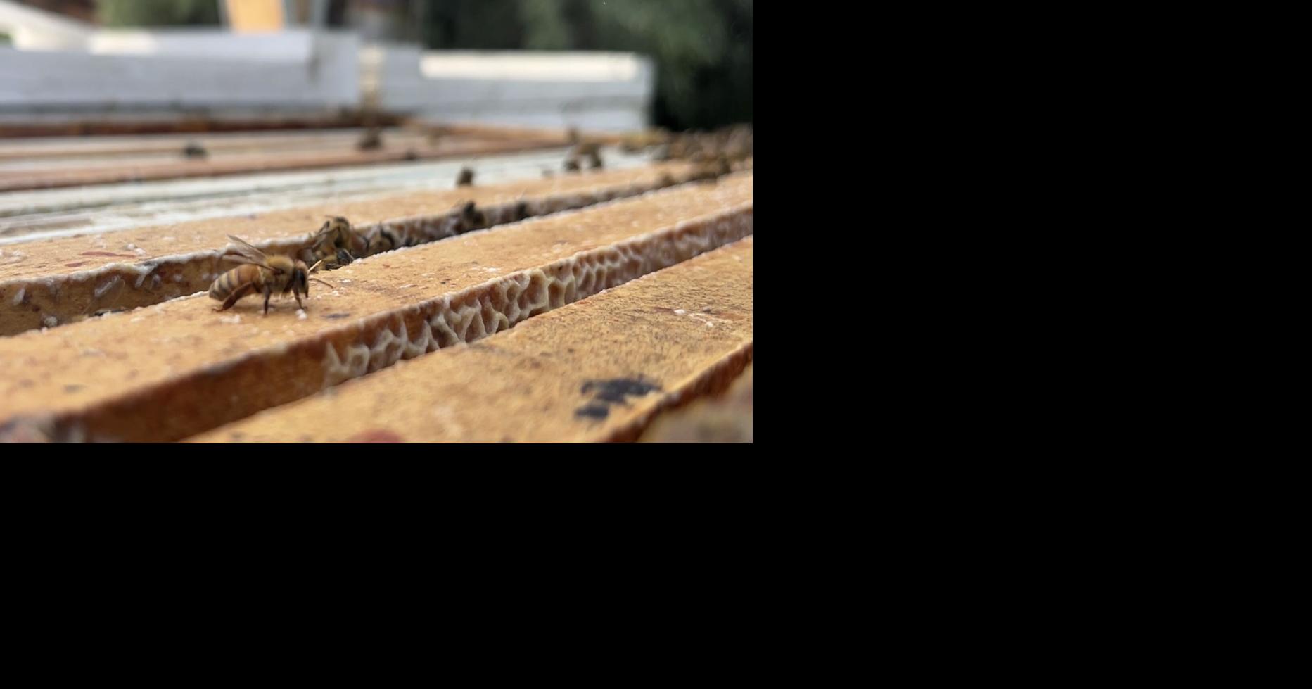 Honey bee season is in full buzz; fire tears through more than 100 Tri ...
