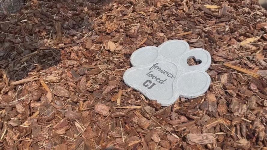 Ellensburg animal rescue hosts fundraiser event Saturday to help save ...