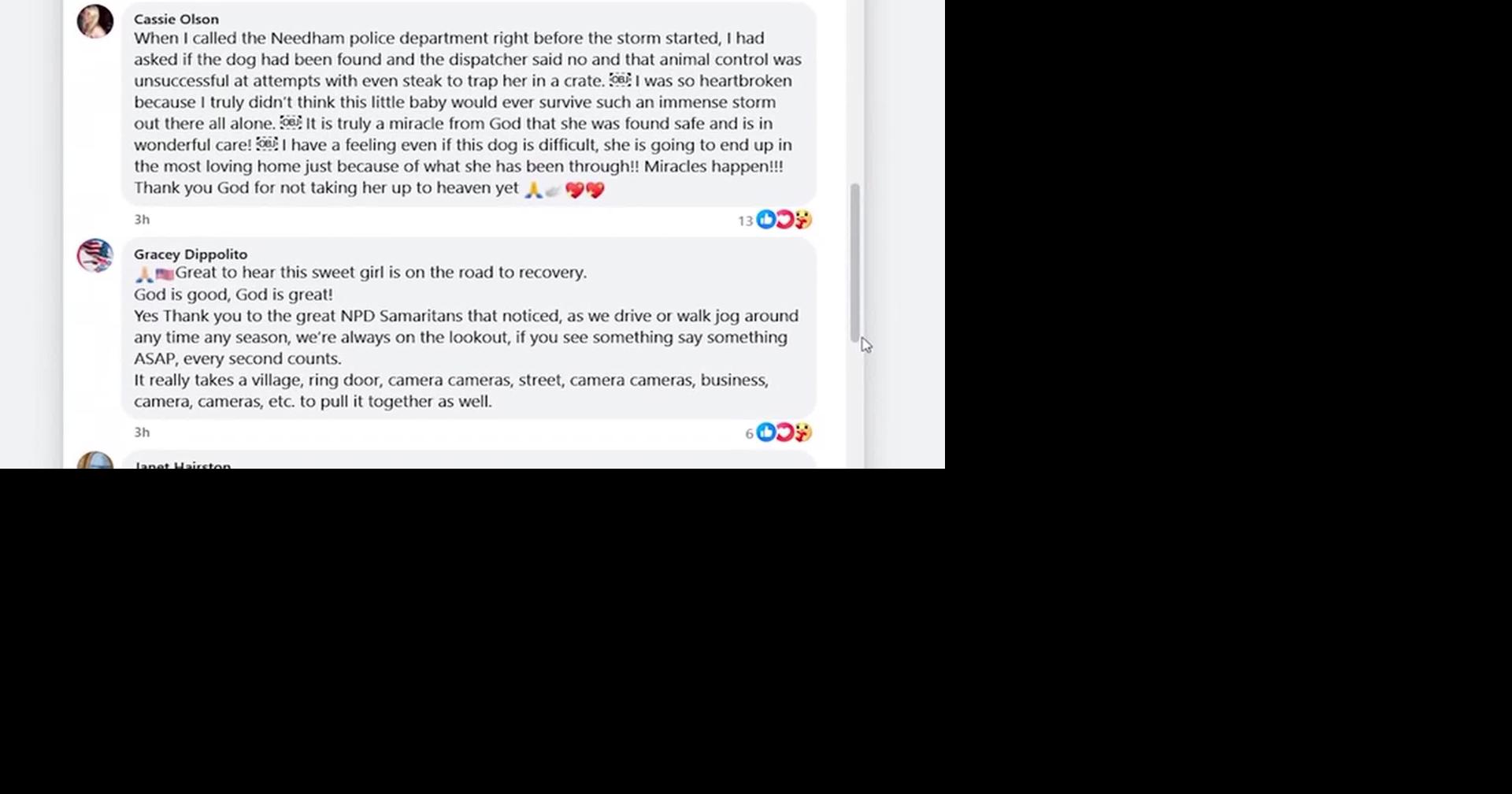 MA: DOG SURVIVES AFTER SIX DAYS IN WINTER STORM | National News ...