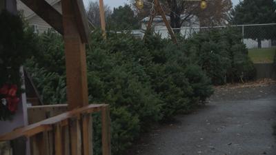 'I just don't understand' - Kennewick church tree farm targeted with ...