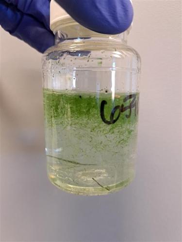 Testing begins for toxic algae in Columbia River | News ...
