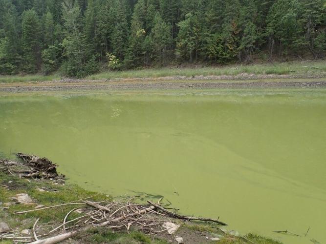 Columbia River shoreline closed; toxic algae found | Health ...