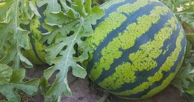 Hermiston’s Melon Fest ready for a day full of watermelon-themed ...
