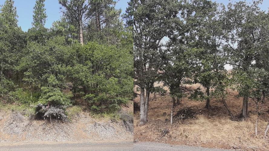 DNR cost-share program helps small forest landowners reduce wildfire risk | News ...