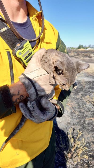 Kittens rescued from destroyed home at Cold Springs Fire | News ...