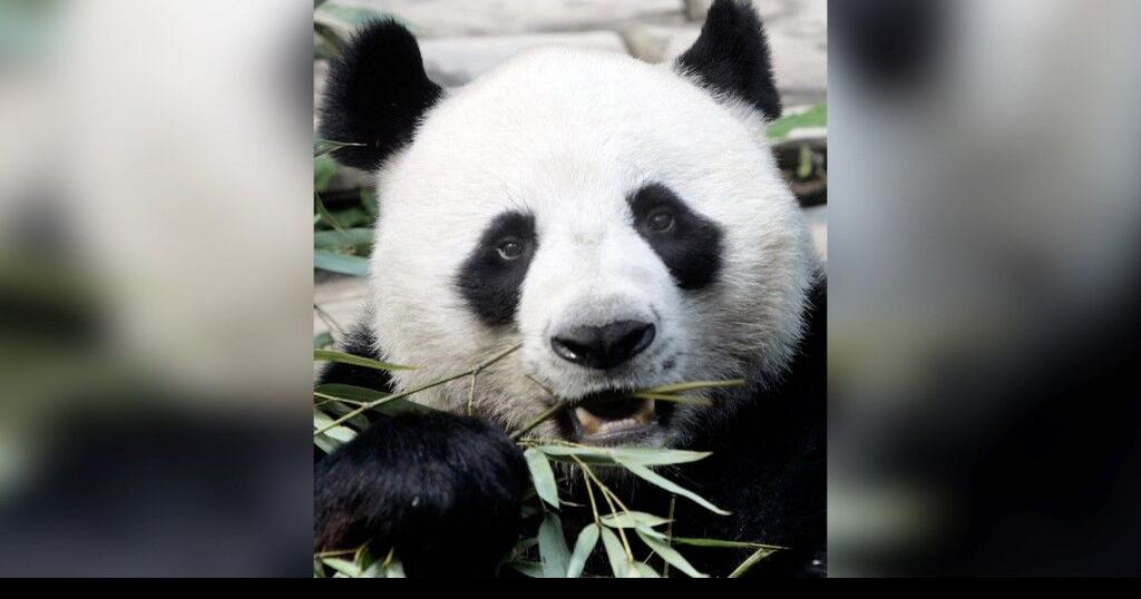 Giant panda’s sudden death in Thai zoo sparks investigation | National ...