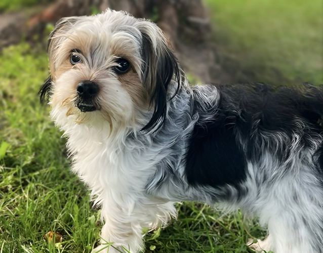 Operation Best Friend: Toby | Features | applevalleynewsnow.com