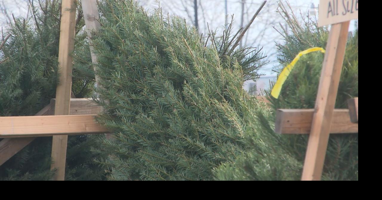 Christmas tree prices rise with inflation, but Tri-Cities families keep ...