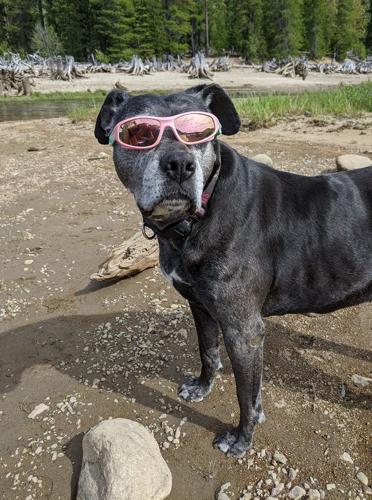 Happy National Dog Day: Time to celebrate man’s best friend! | Pets ...