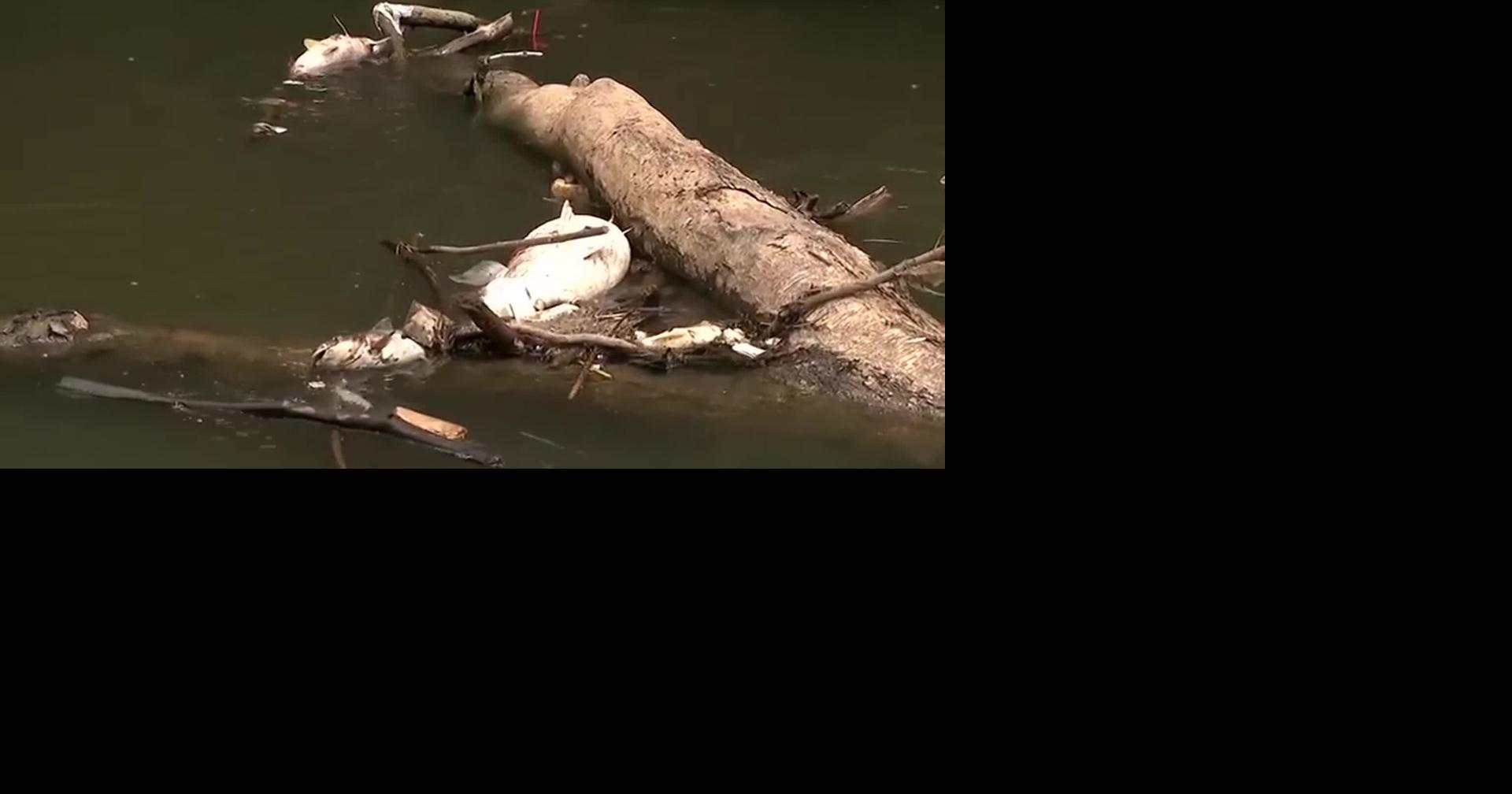 GA: CHATTAHOOCHEE FISH KILLED AFTER FLASH FLOODING | National News ...