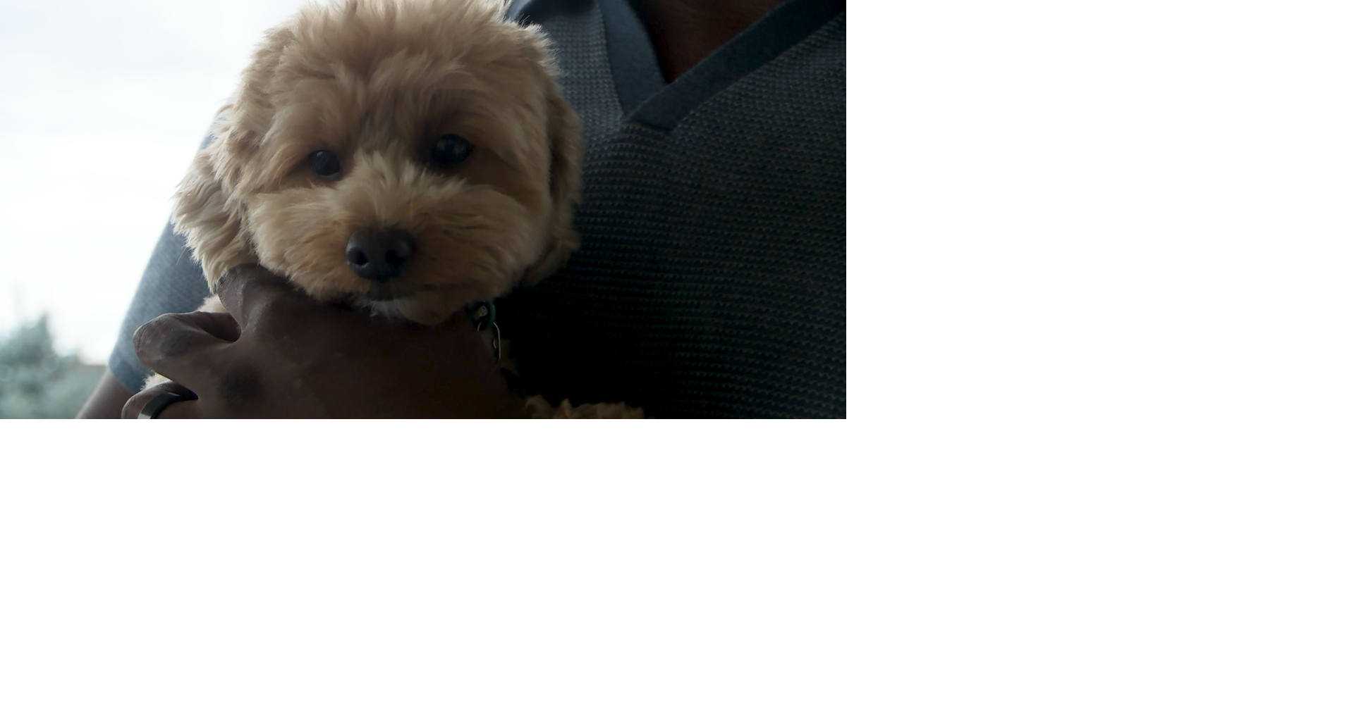 New microchip scanning station reunites lost dog with family in West ...