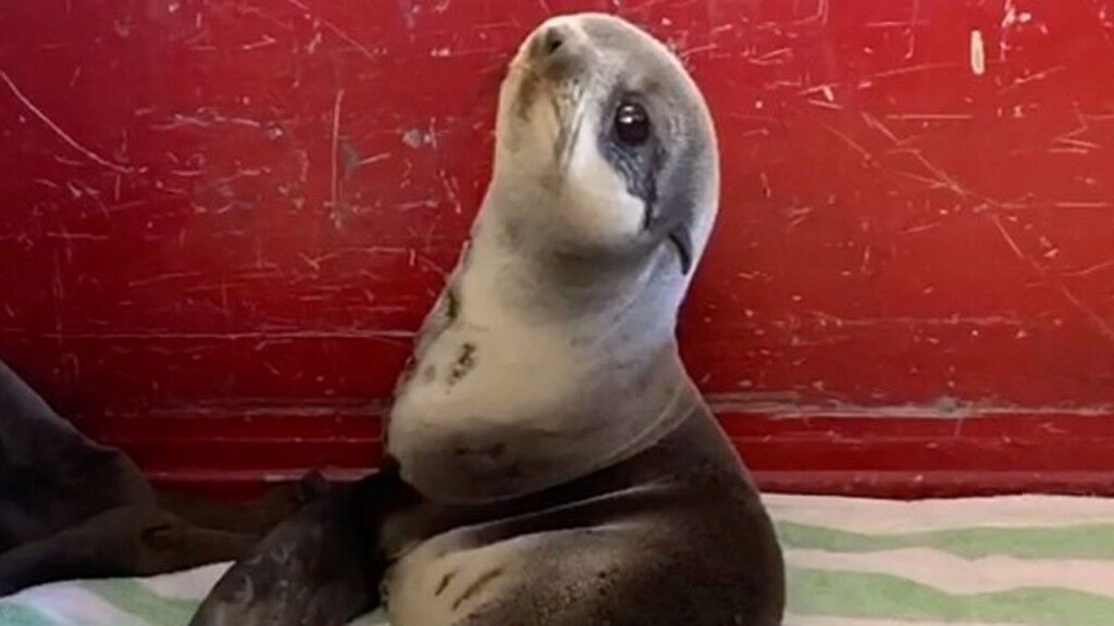 Baby seal rescued from California parking deck | Lifestyle ...