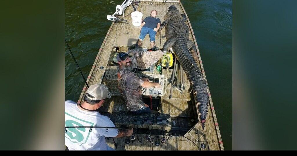 14-foot alligator may be biggest caught in Georgia | National News ...