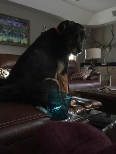 DOGGONE CUTE: Locals share pet pictures on National Dog Day! | Good ...