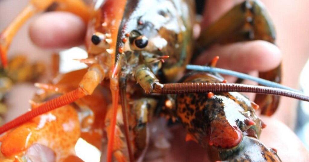 Washington Shellfish Harvest Restrictions | News | applevalleynewsnow.com