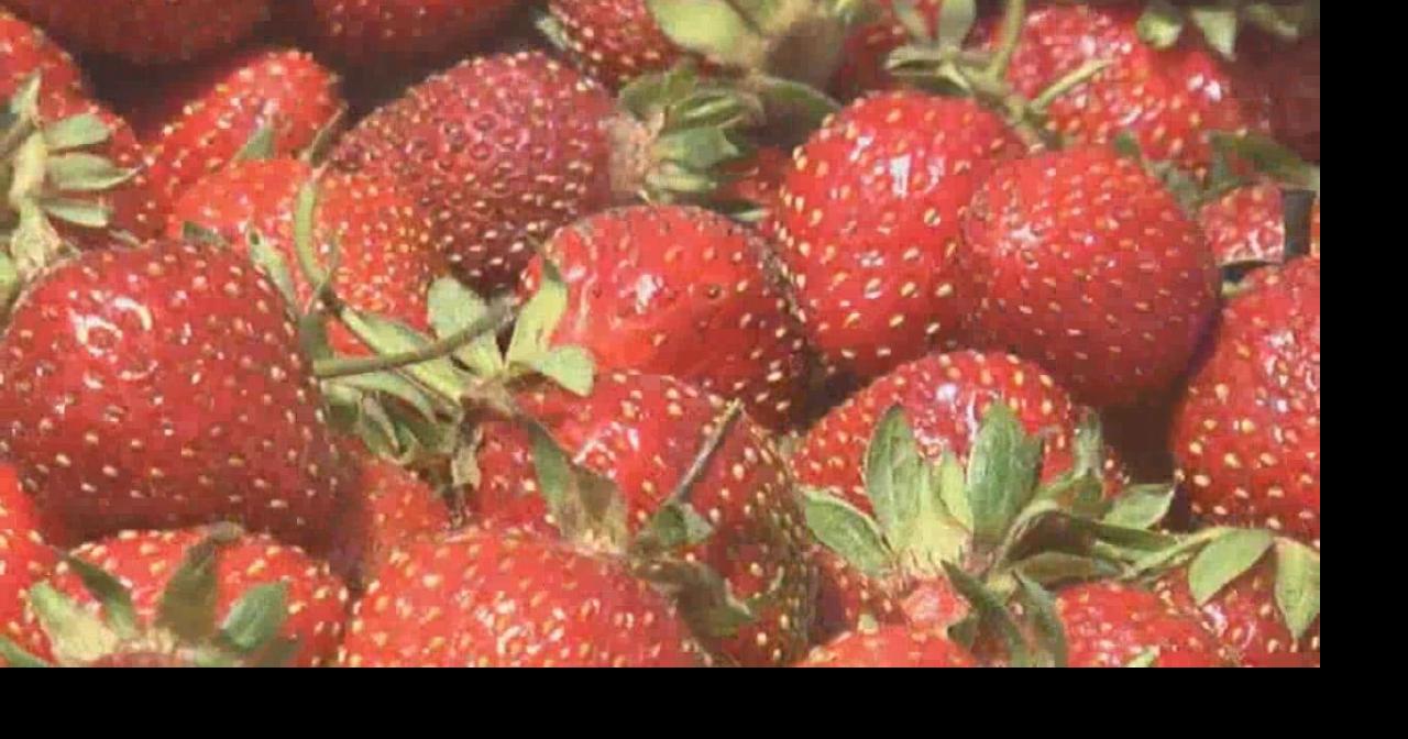 Pickers at Washington state berry farm approve contract | News ...
