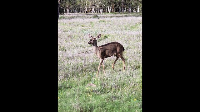 Oregon State Police find multiple deer shot with arrows | Local News ...