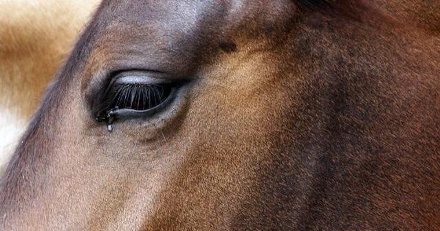 ODA puts Oregon, California properties under quarantine after horses ...