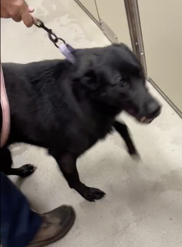 Meet Adoptable Pets Available at Anne Arundel County Animal Care ...