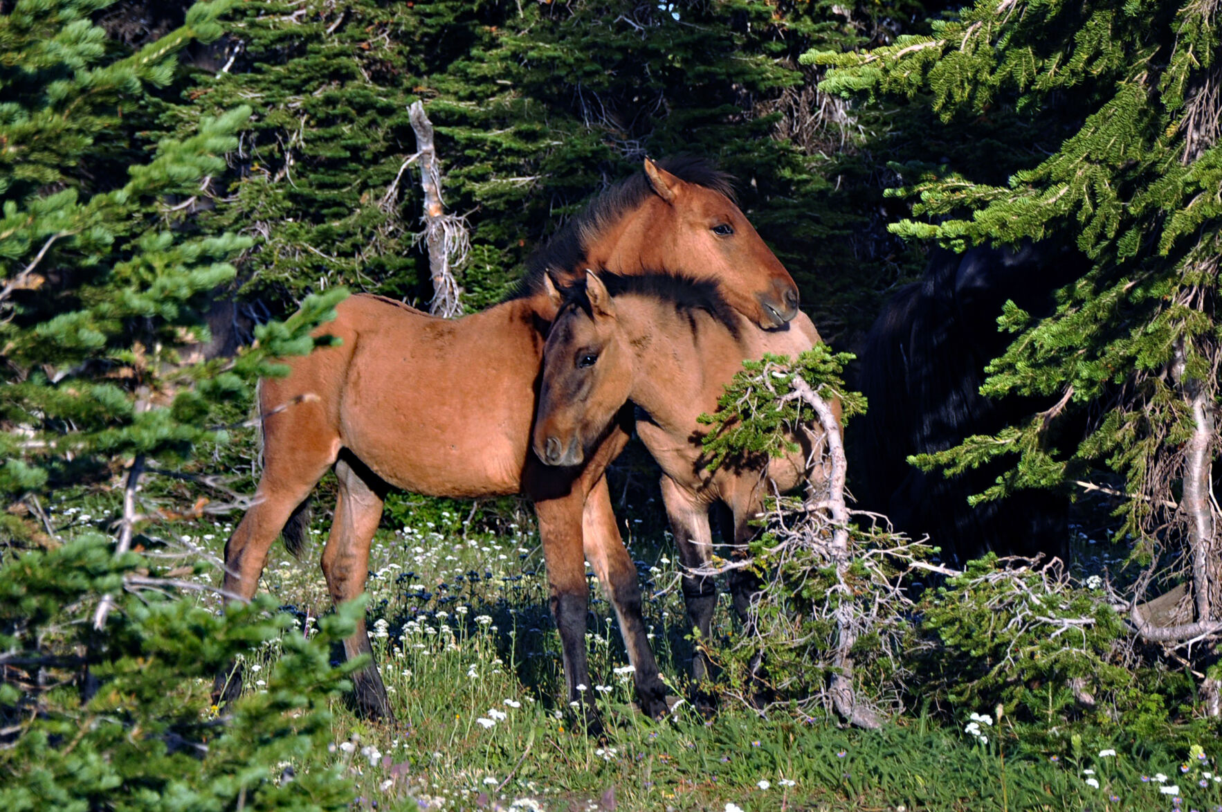 Inside the fight for America’s wild horses | News | aspendailynews.com