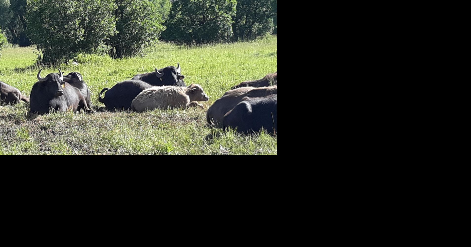 Ranching water buffalo in the Roaring Fork Valley | News ...