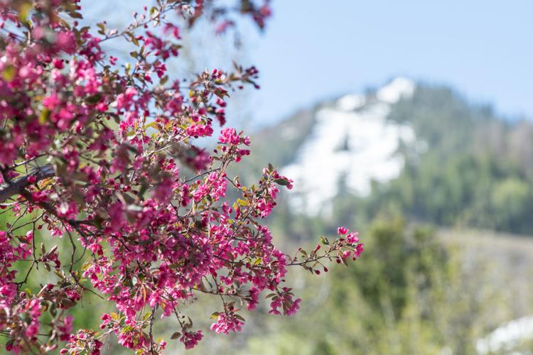 Springtime in the upper valley | News | aspendailynews.com