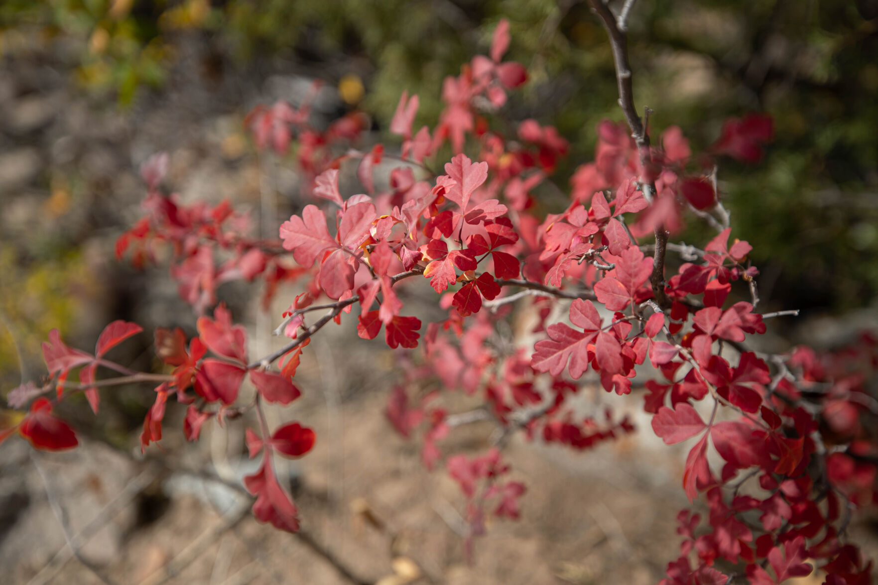 Are these the aspens' golden years? | News | aspendailynews.com