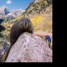 Aggressive marmot causes Maroon Bells trail closure | | aspendailynews.com