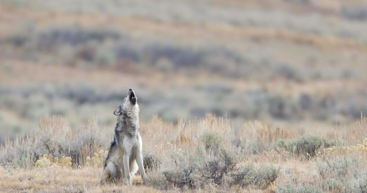 Wolves take the spotlight | News | aspendailynews.com