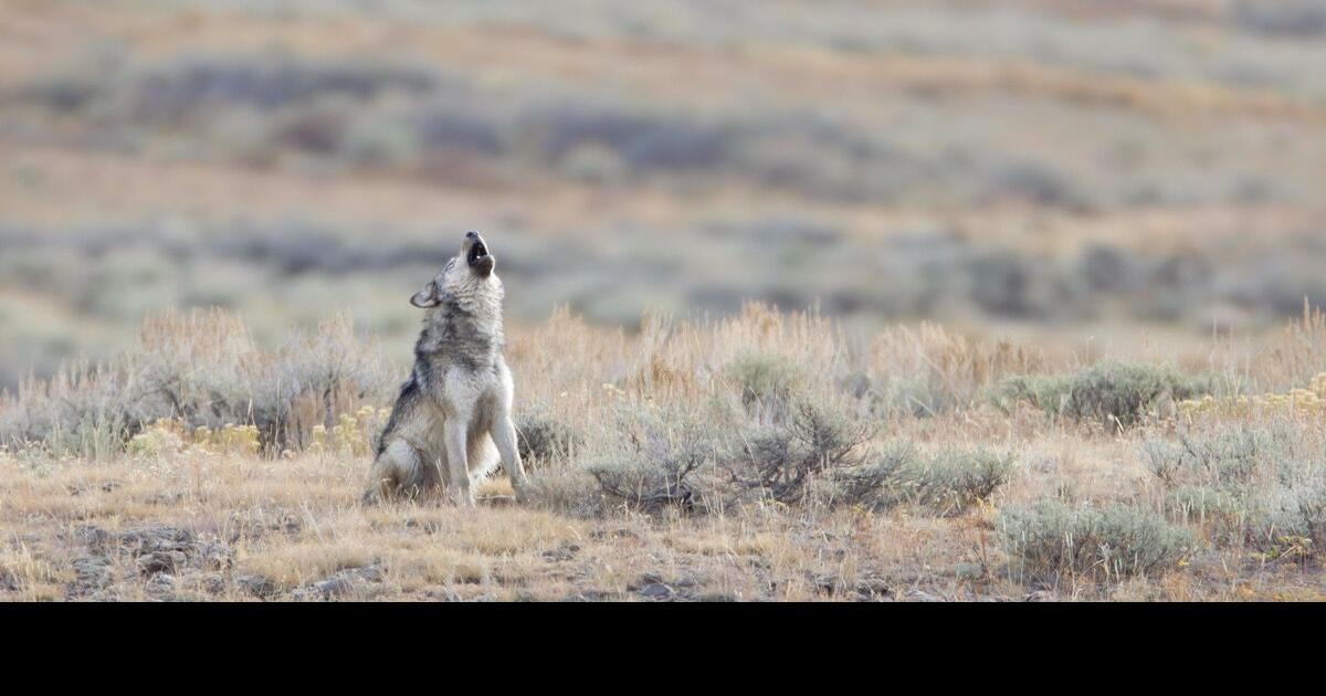 Wolves take the spotlight | News | aspendailynews.com
