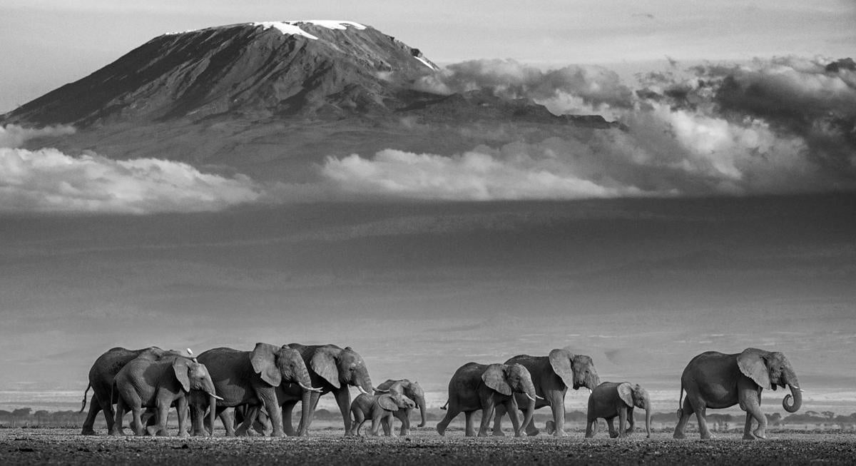 David Yarrow wildlife photography on display at Casterline Goodman ...