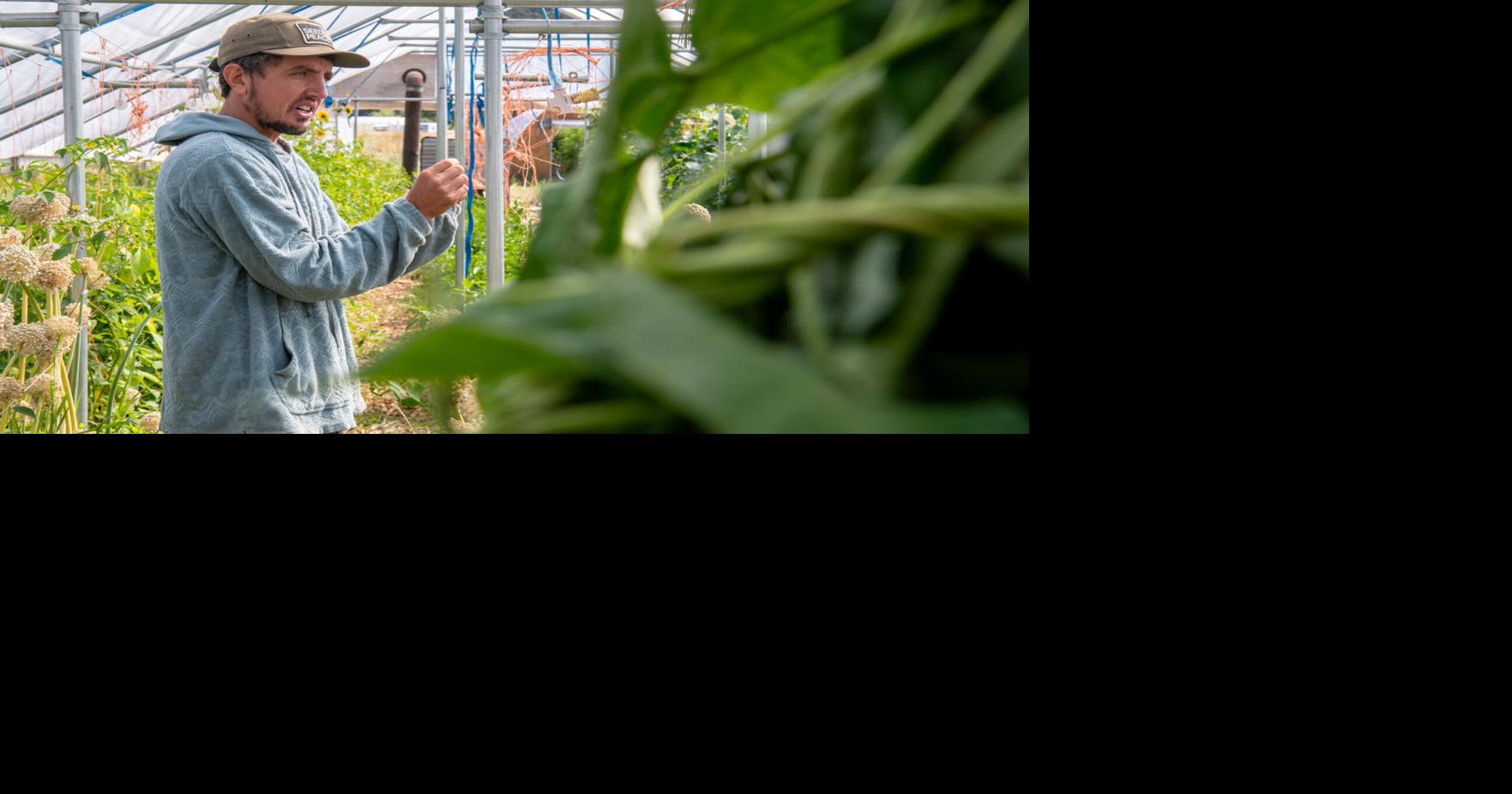 Farm Collaborative’s special crop | News | aspendailynews.com