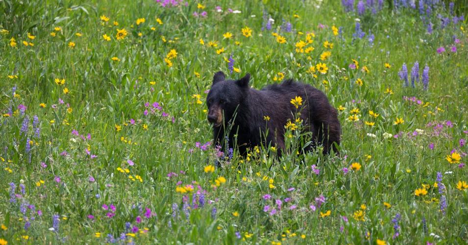 Scientist will share insights from researching Aspen bears | News ...