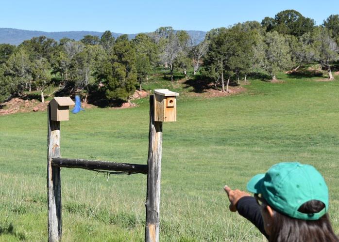 A summer for the birds | News | aspendailynews.com