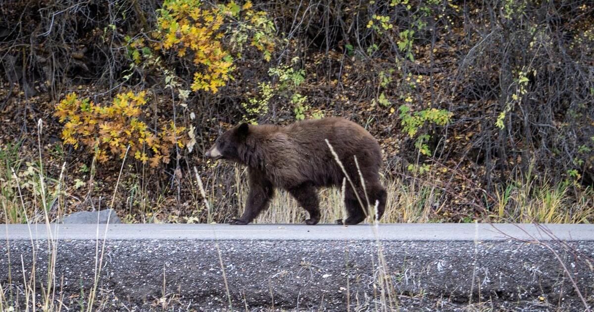 The bears are back in town | News | aspendailynews.com