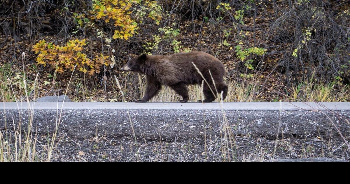 The bears are back in town | News | aspendailynews.com