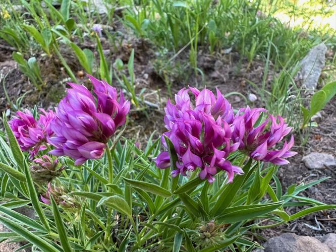 In Bloom: Near Lizard Head Pass, a few wildflower firsts | Opinion ...