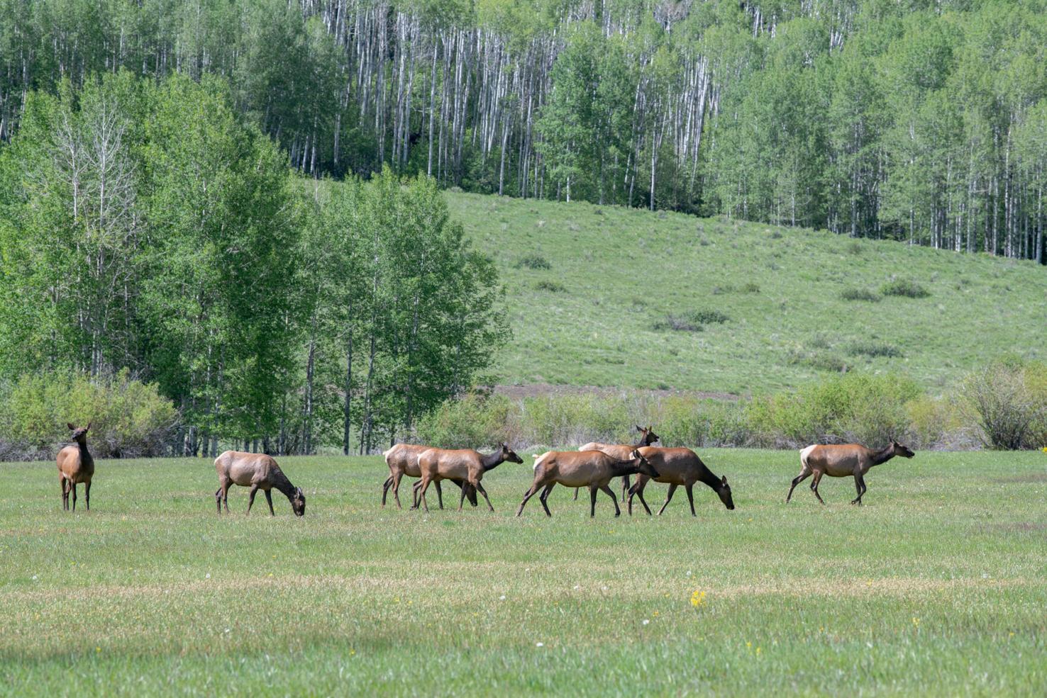 Have you herd | Multimedia | aspendailynews.com