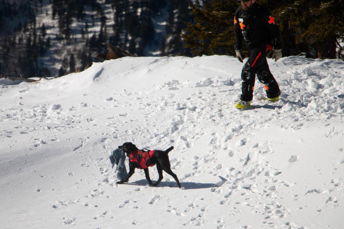 The few, the proud, the playful: The dogs of ski patrol | News ...