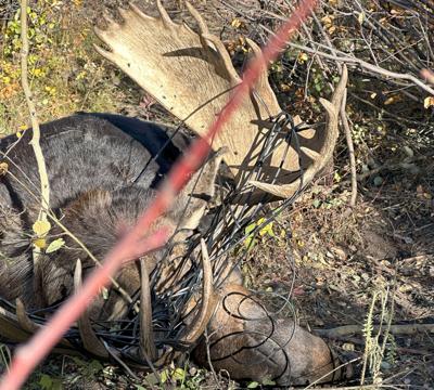 Moose dies in phone wires at Difficult | News | aspendailynews.com