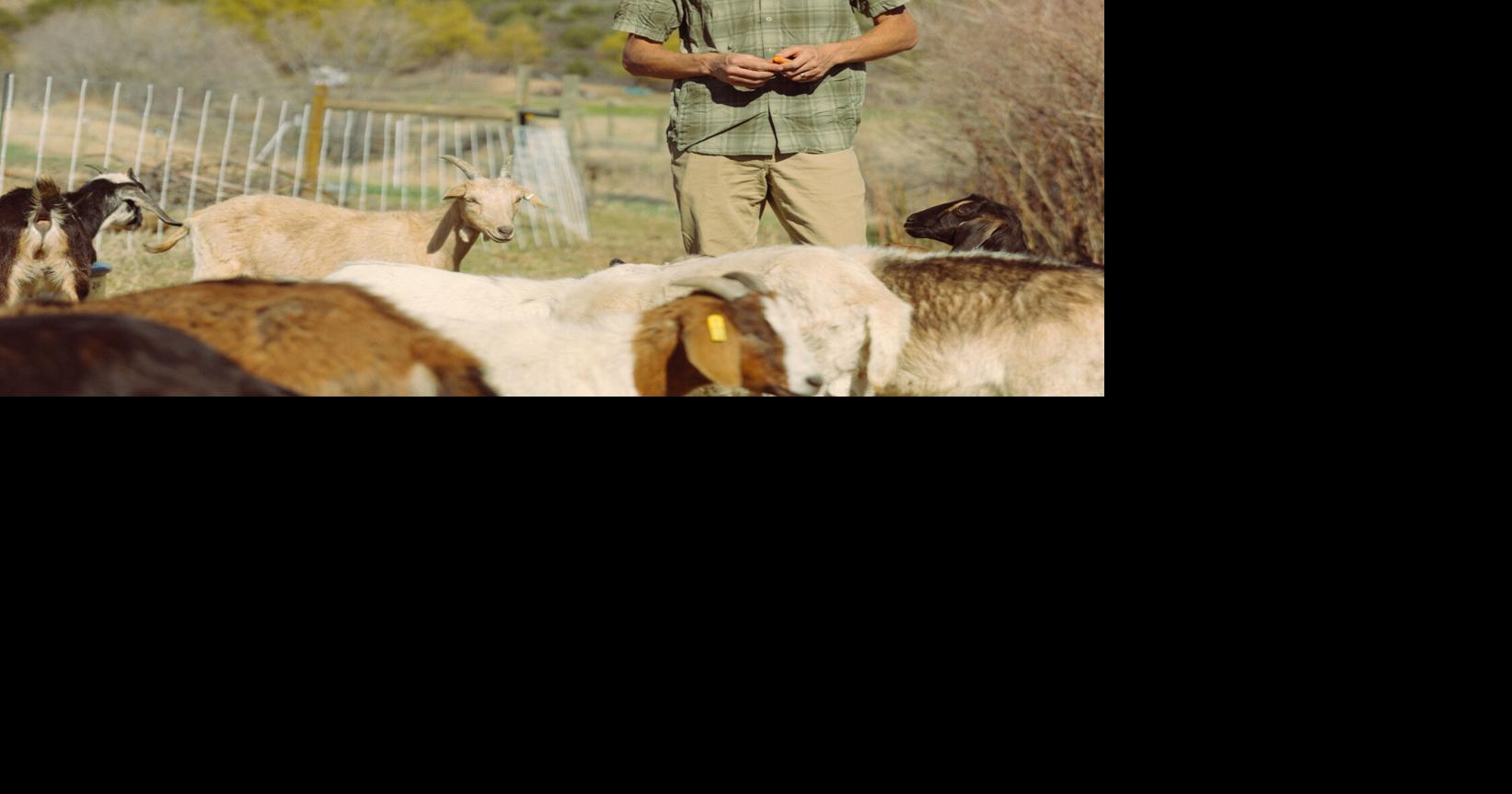A goat could be the G.O.A.T. of the valley | News | aspendailynews.com