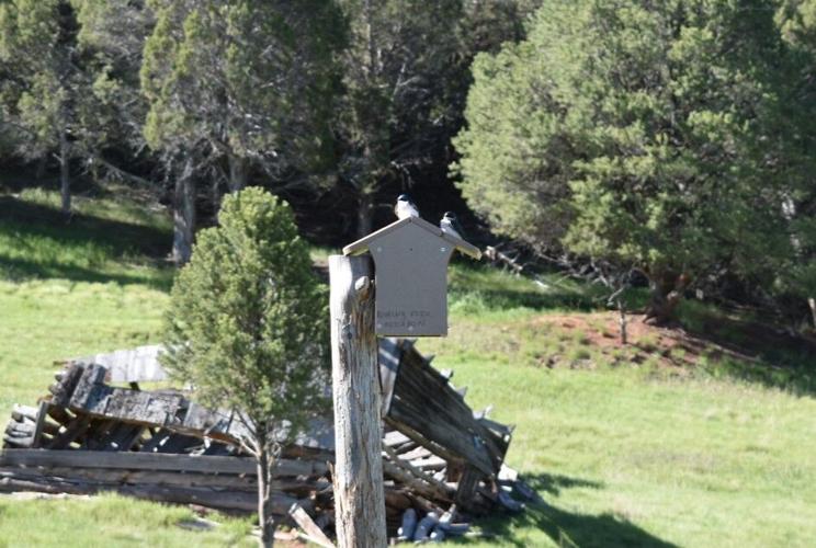 A summer for the birds | News | aspendailynews.com