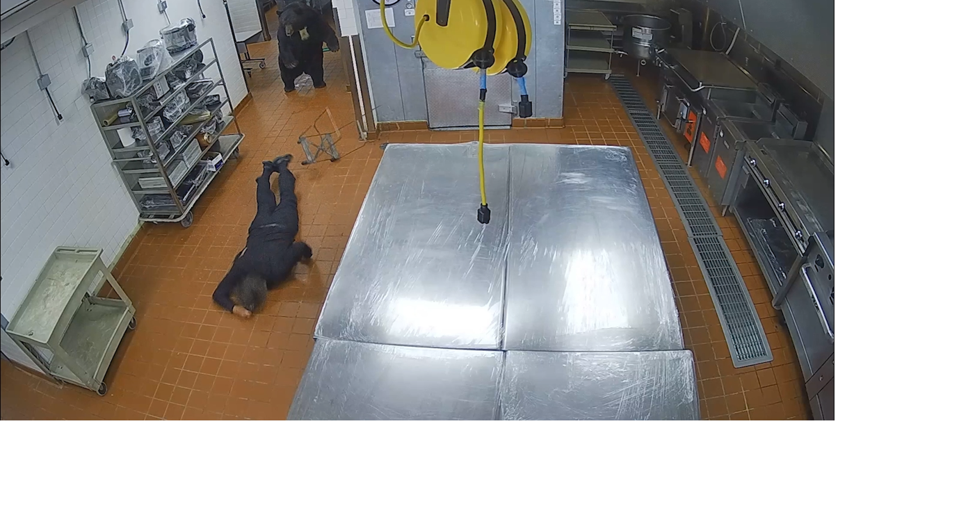 St Regis Bear | | aspendailynews.com