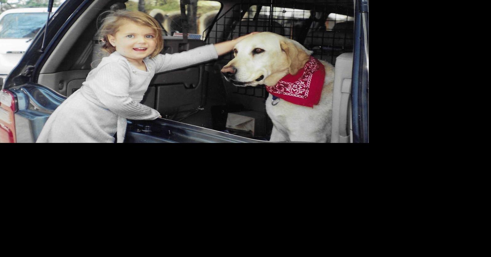 Fraser the Yellow Dog is back and saving lives | Arts & Entertainment ...