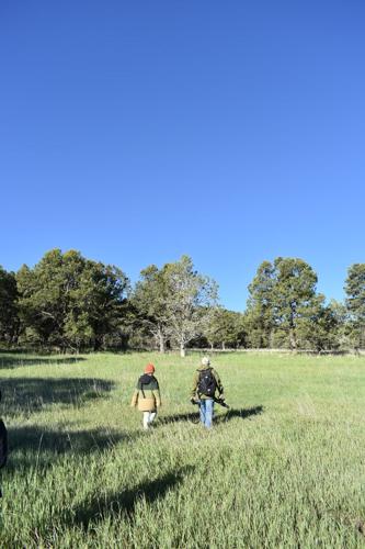 A summer for the birds | News | aspendailynews.com