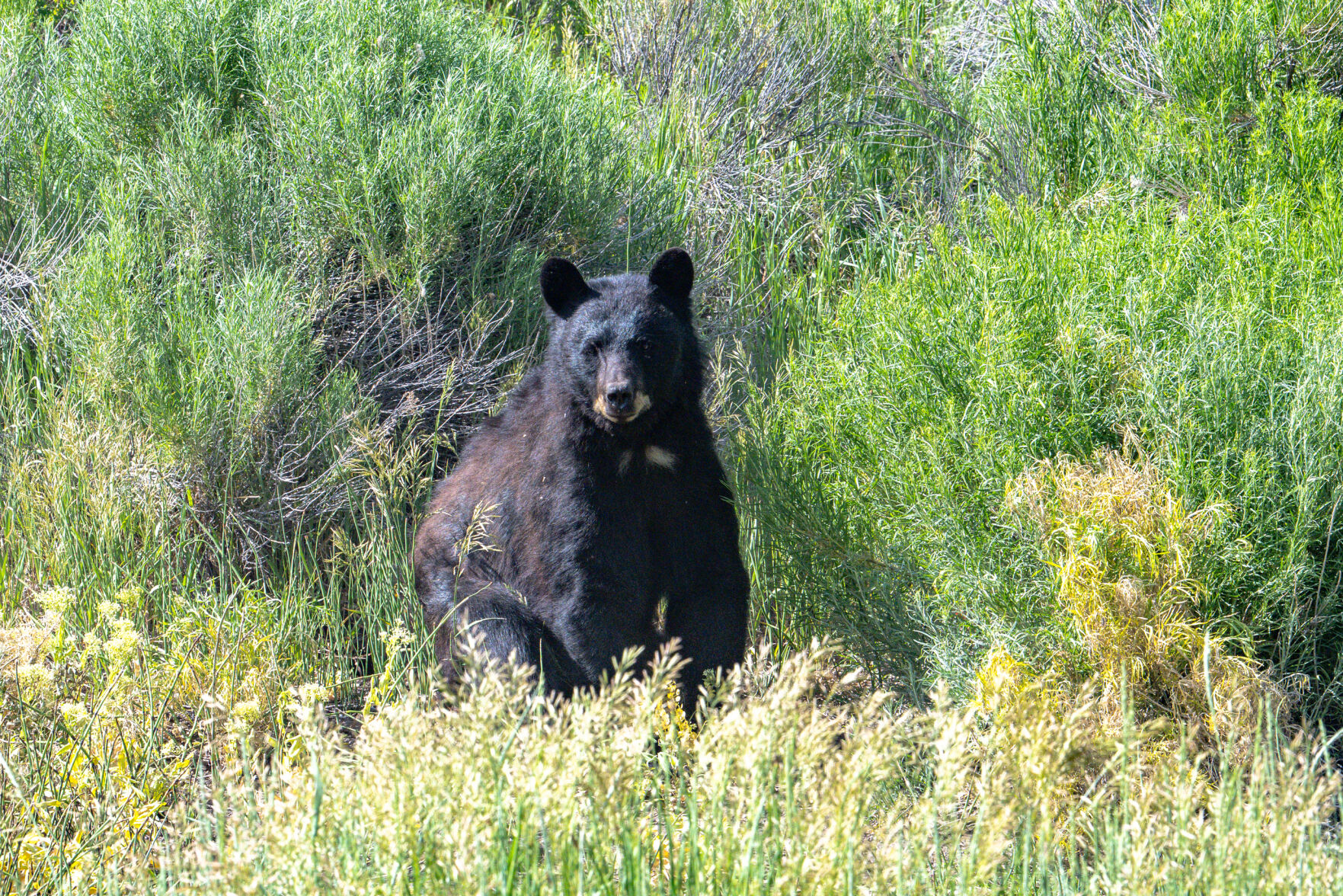 Bear stare | Multimedia | aspendailynews.com