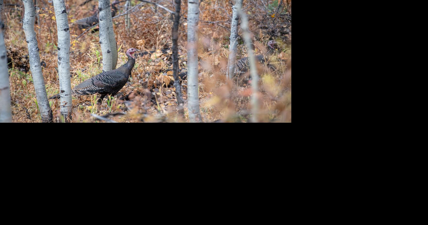 Lurking turkeys | Multimedia | aspendailynews.com