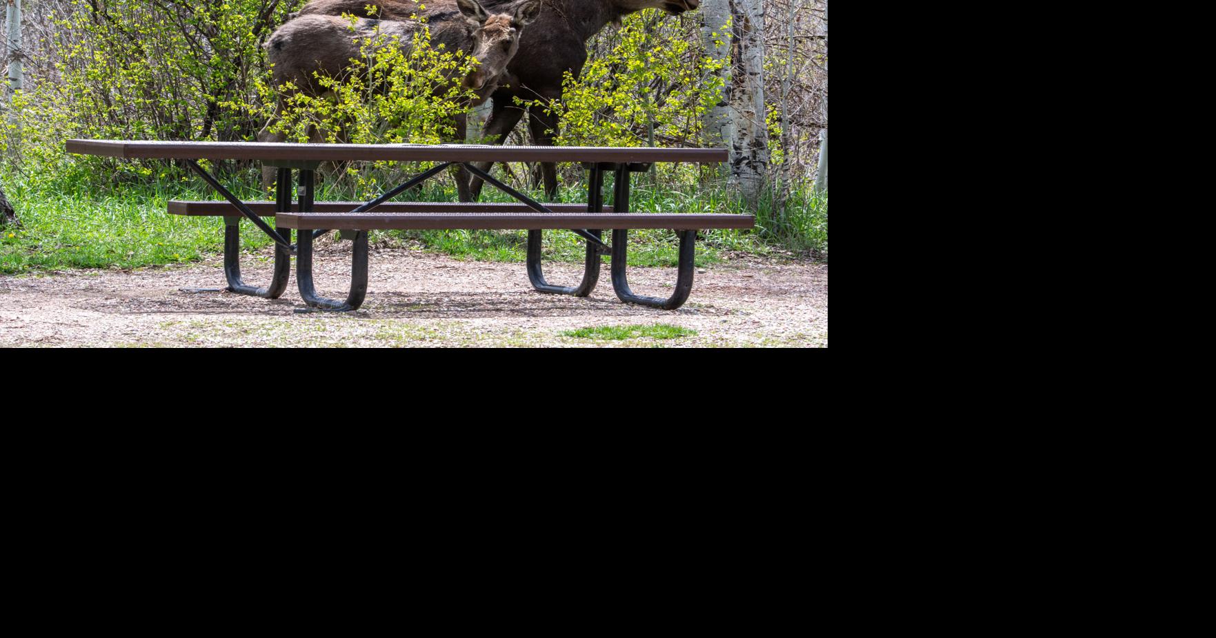 Bears, weather provide early challenges at Aspen campgrounds ahead of ...