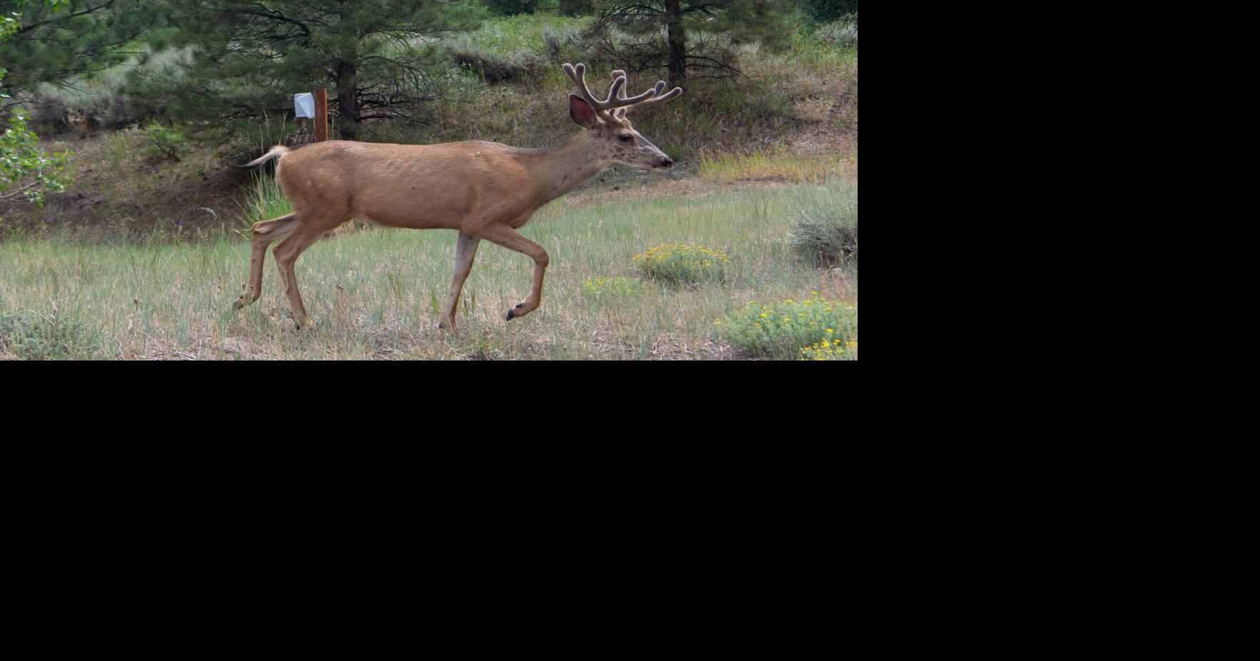 Oh deer | Multimedia | aspendailynews.com